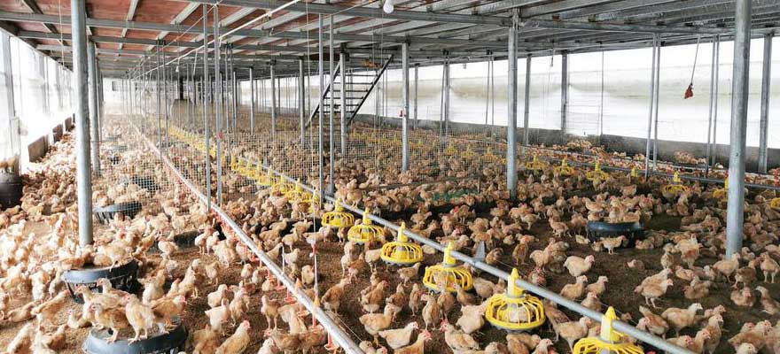 Optimizing Poultry House Plans for 1000 Chickens: Design, Construction, and Management Strategies